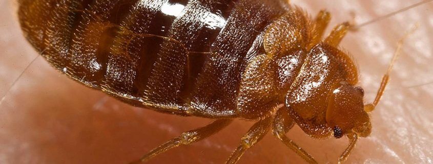 do bed bugs die easily